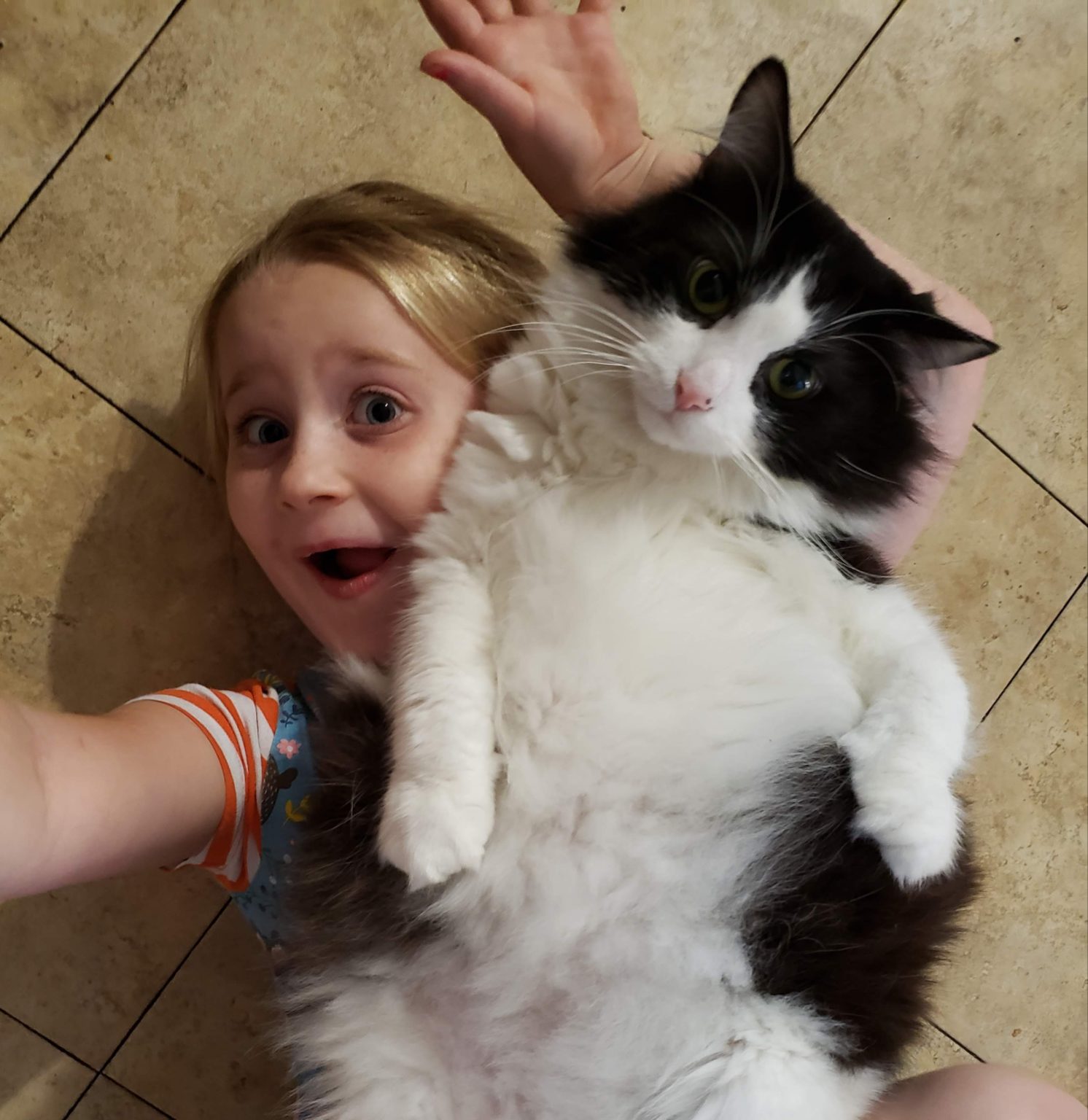 Cow Cat's Happy Tail - RedRover