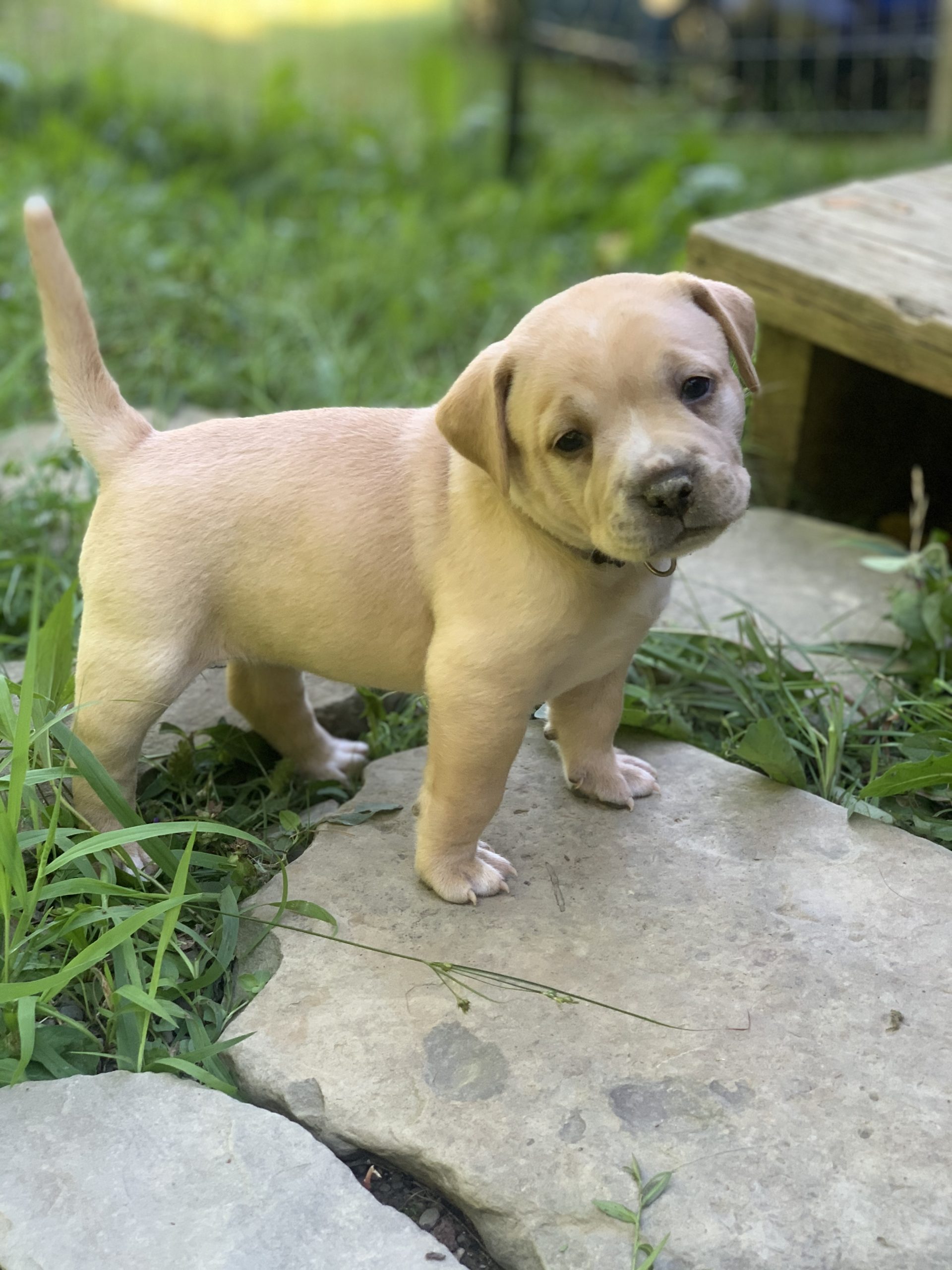 Saving Penelope: RedRover staff goes above and beyond - RedRover