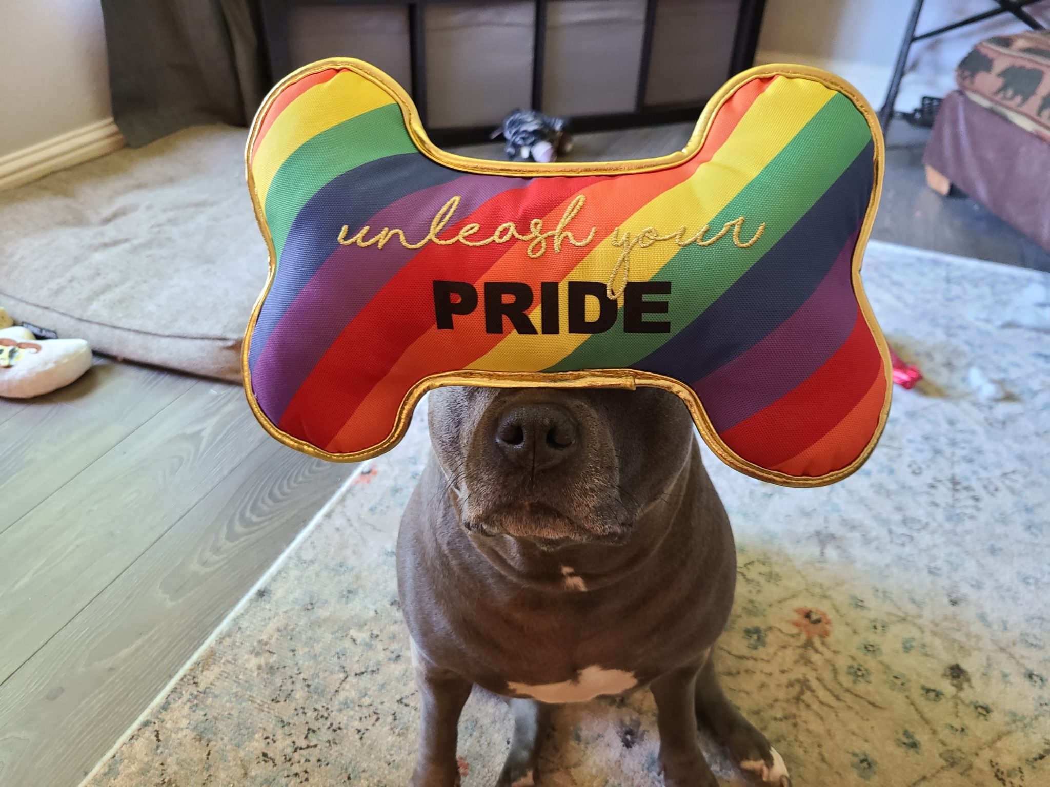 Celebrating Pride Month: How pets can provide connection, inclusion ...