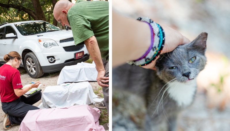 Helping Florida’s coastal cats - RedRover