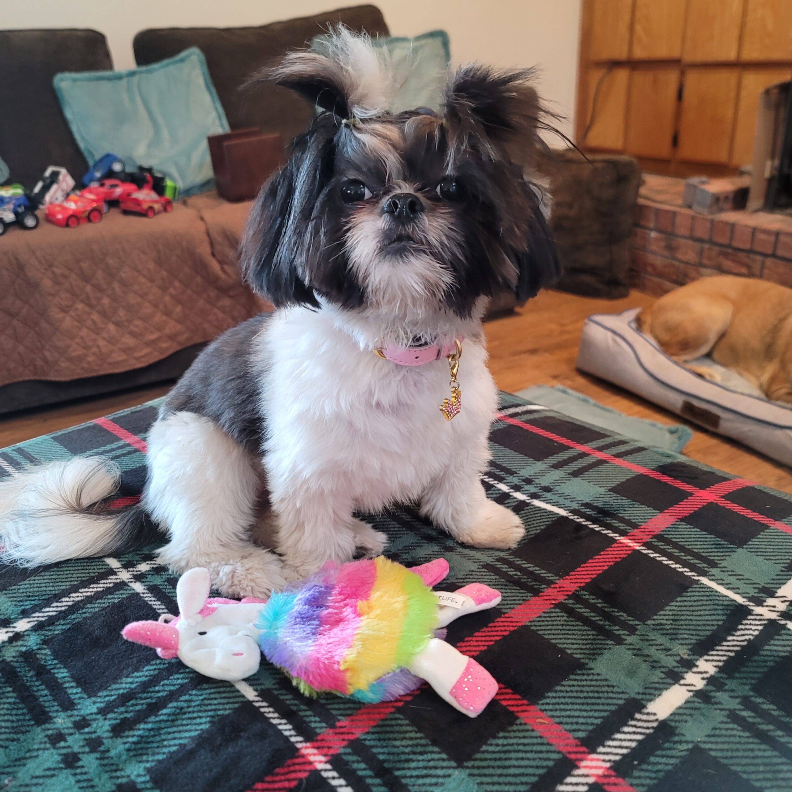 Helping more pets and survivors find safety in Rhode Island - RedRover