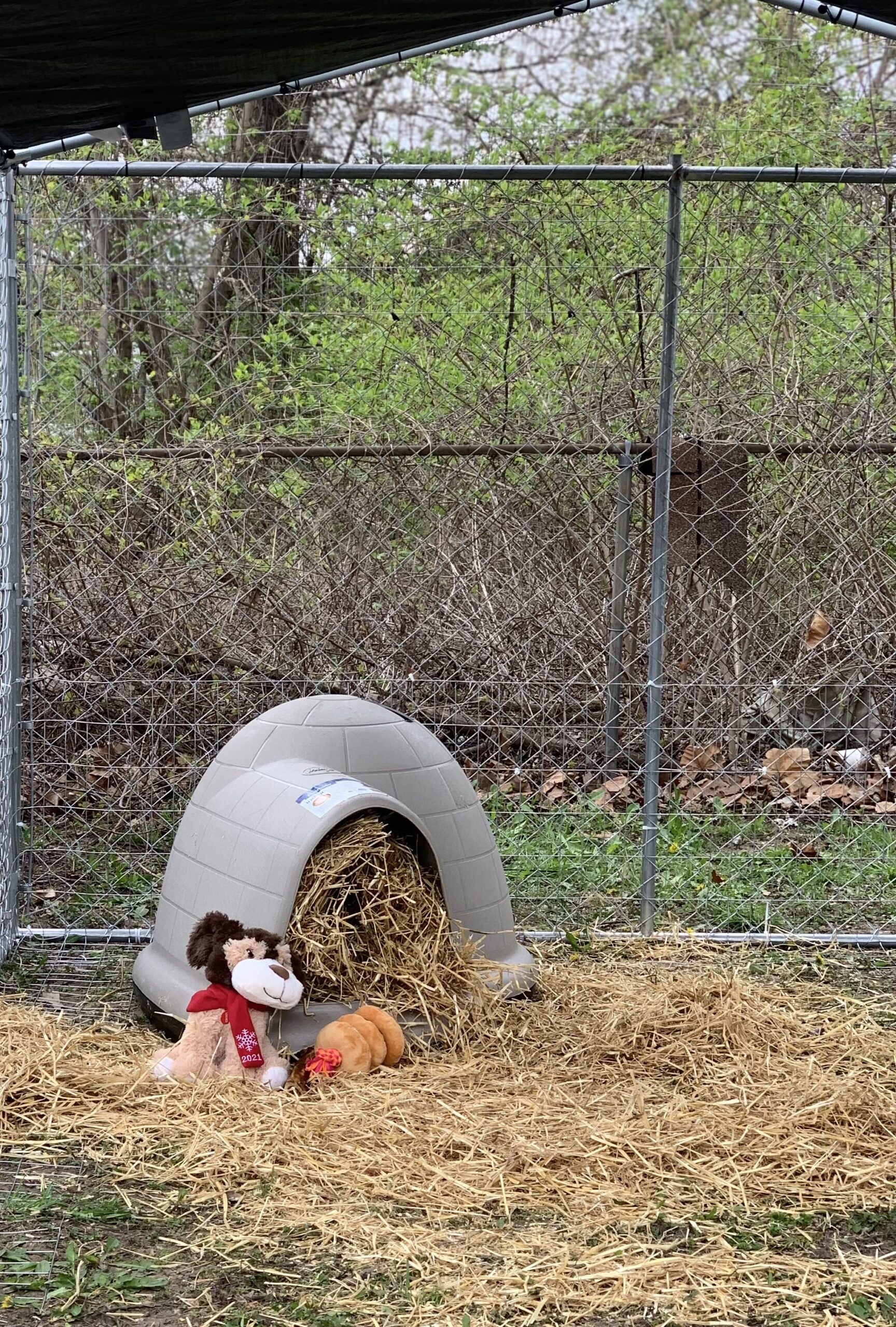 Helping Detroit dogs stay safe with their families - RedRover