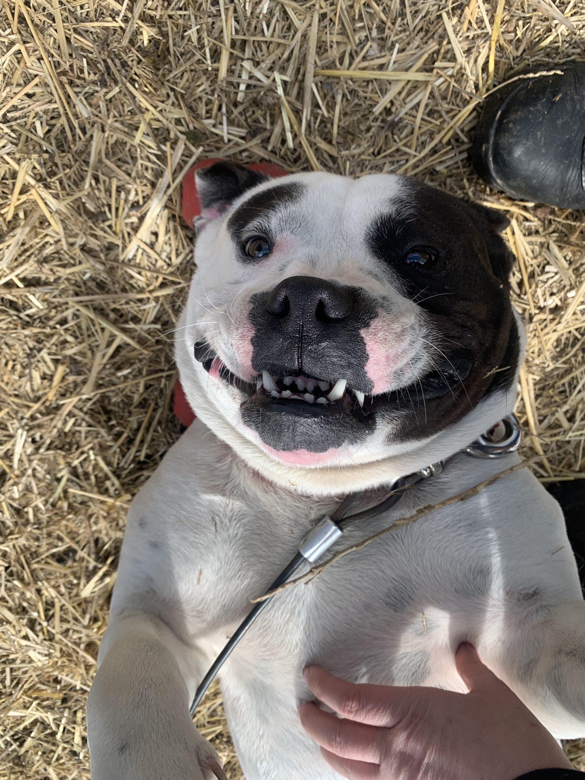Helping Detroit dogs stay safe with their families - RedRover