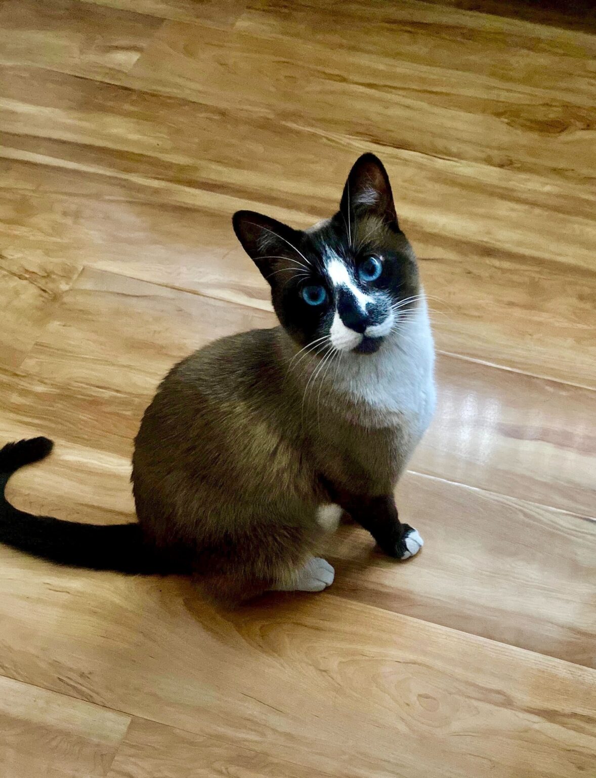 The Best Cat Ever: Ranch’s Happy Tail - RedRover