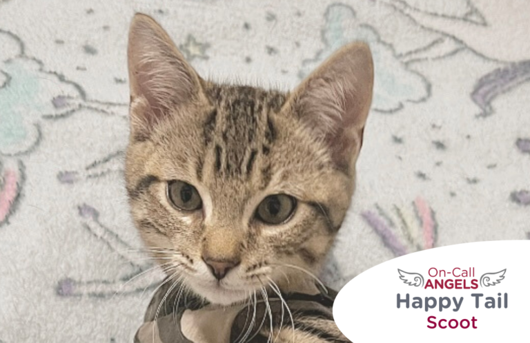 "The Most Resilient Little Thing": Scoot's Happy Tail - RedRover