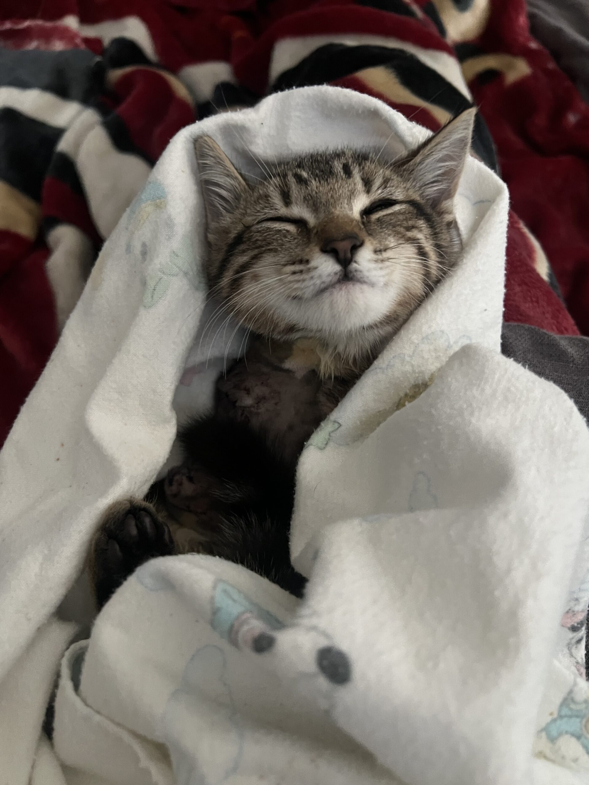 "The Most Resilient Little Thing": Scoot's Happy Tail - RedRover