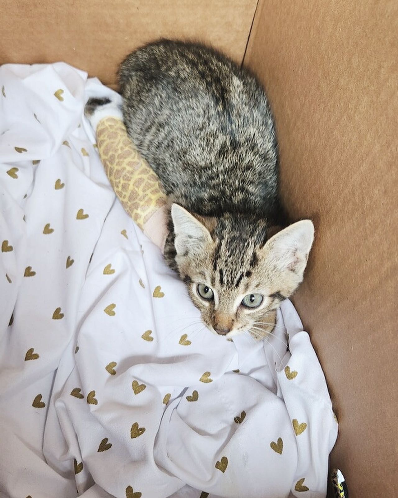 "The Most Resilient Little Thing": Scoot's Happy Tail - RedRover