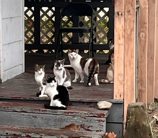 Community Cat Program Back in Disaster-Prone Area - RedRover