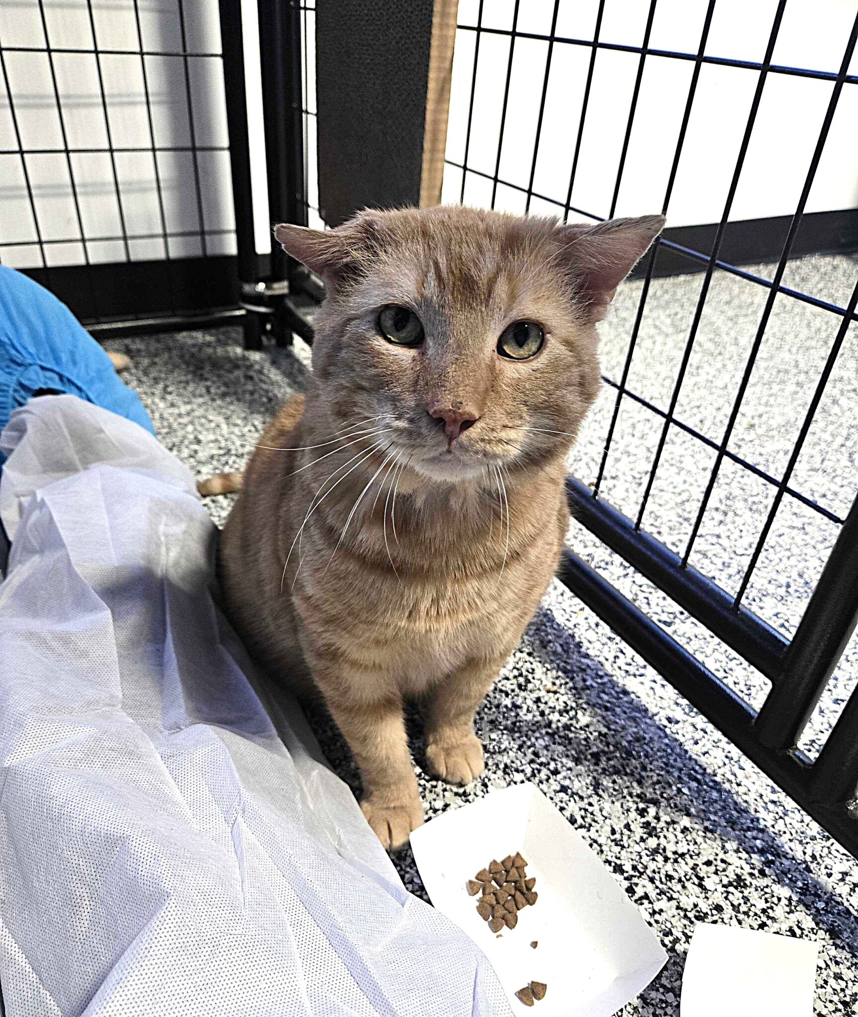 Deployment with Our “Old and New” Partner: Humane World for Animals ...